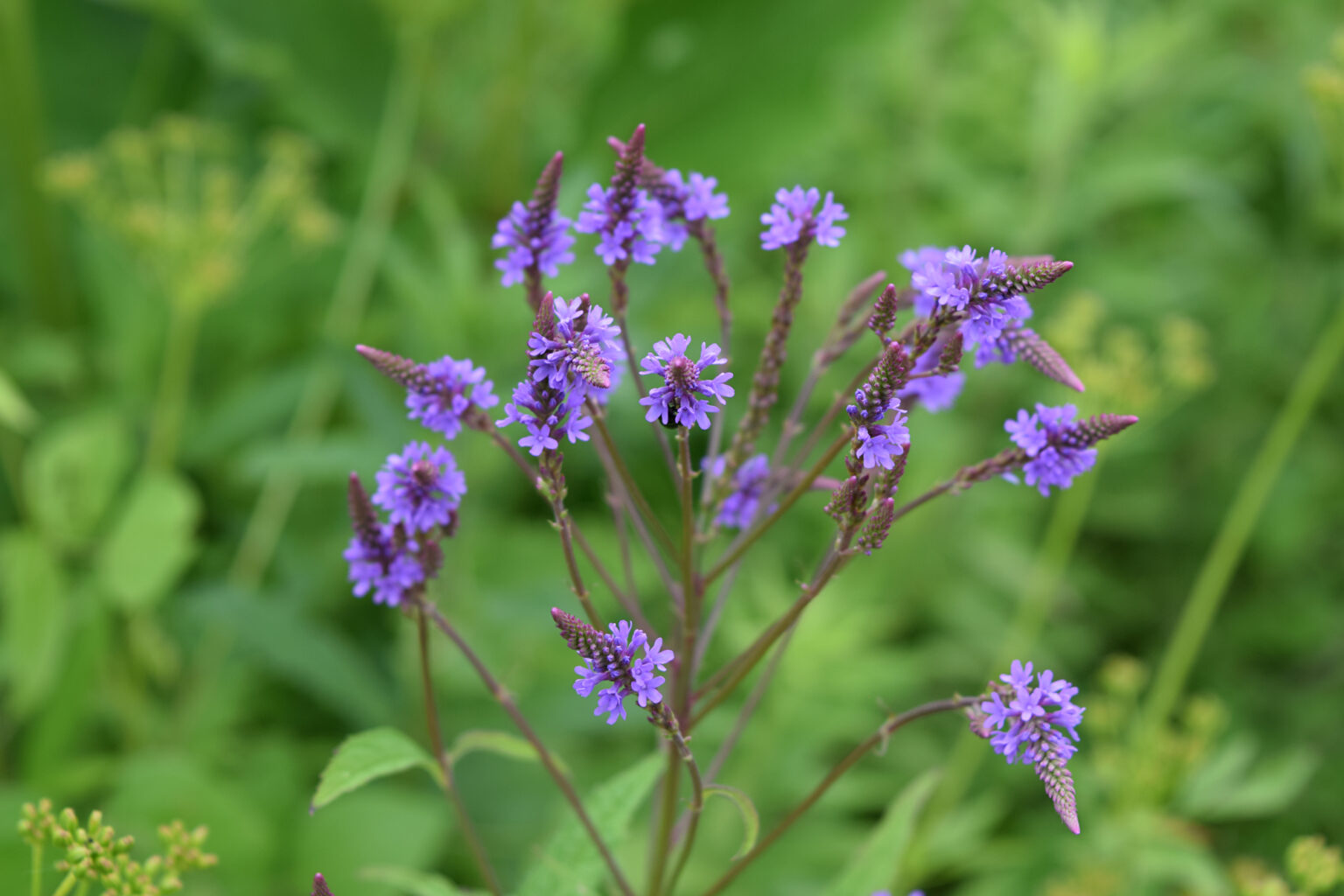 Blue Vervain Guide: Uses, Benefits & Smoking Tips