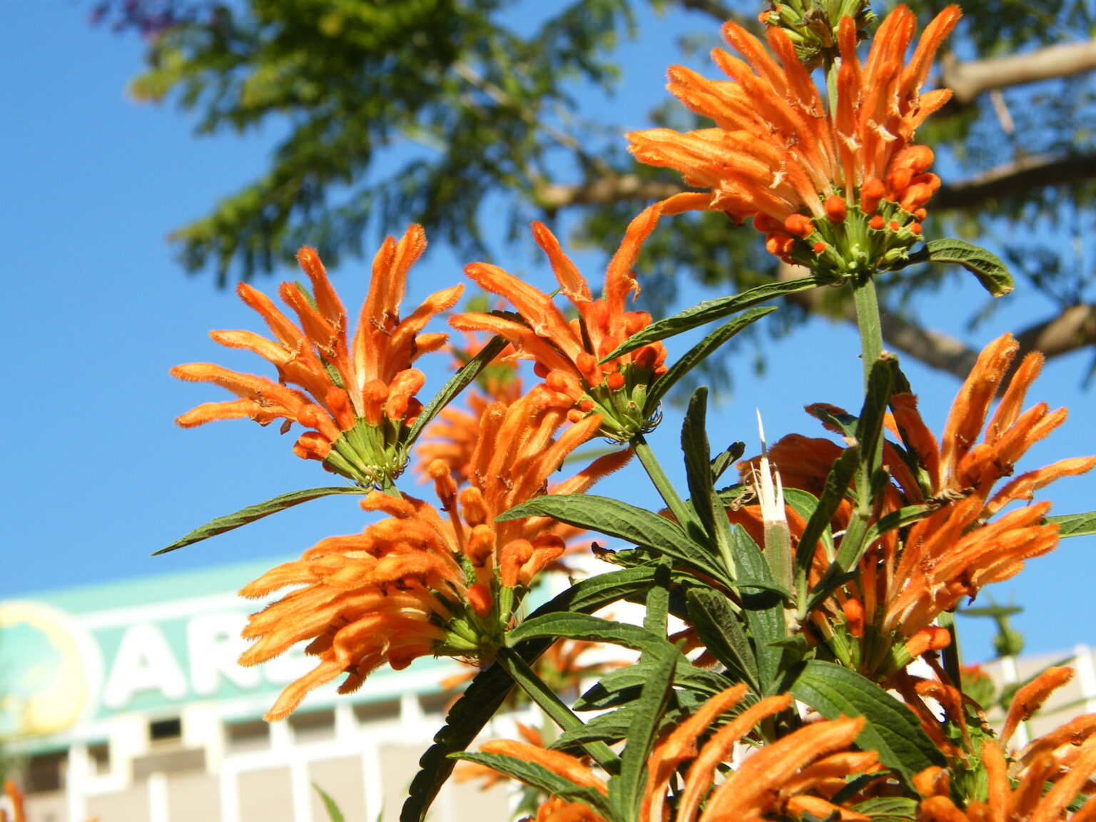 How to use Wild dagga flowers - Best practices and examples - Smokable ...