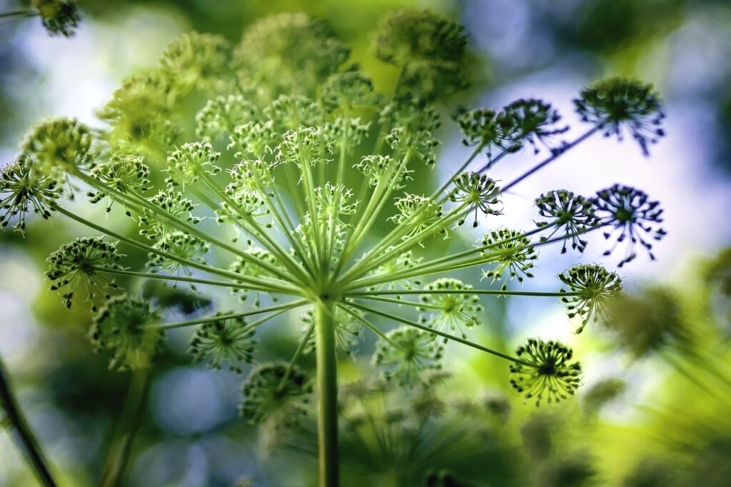 Angelica Root Benefits & Uses - Traditional Herbal Insights