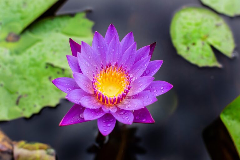 How to use Blue Lotus - Best practices and examples - Smokable Herbs