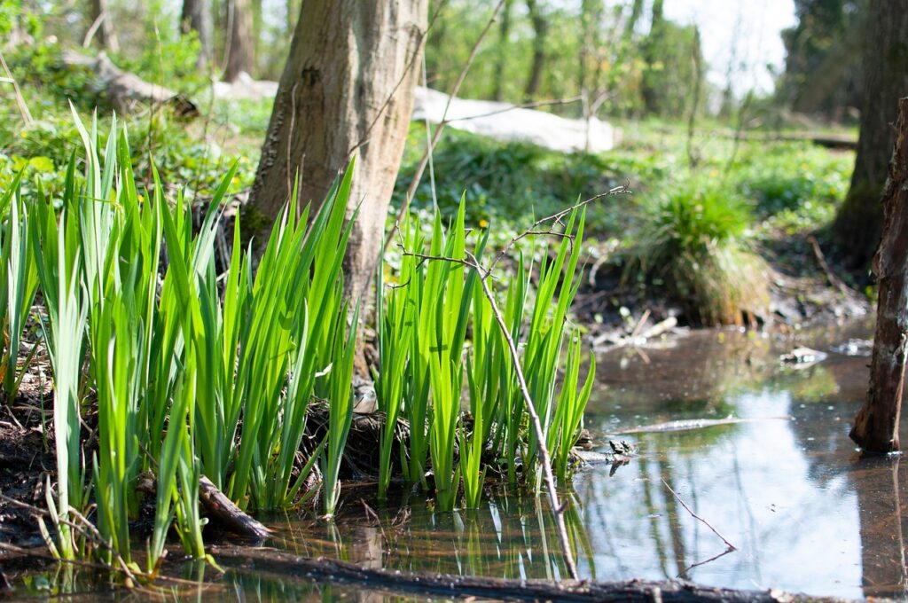 Calamus Root Guide: Uses, Benefits & Smoking Advice