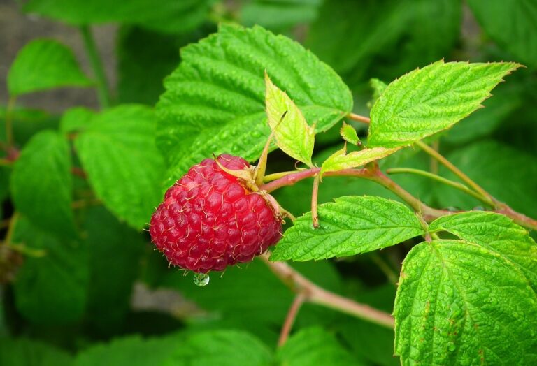 Red Raspberry Leaf Benefits & Uses: Nature's Herbal Remedy
