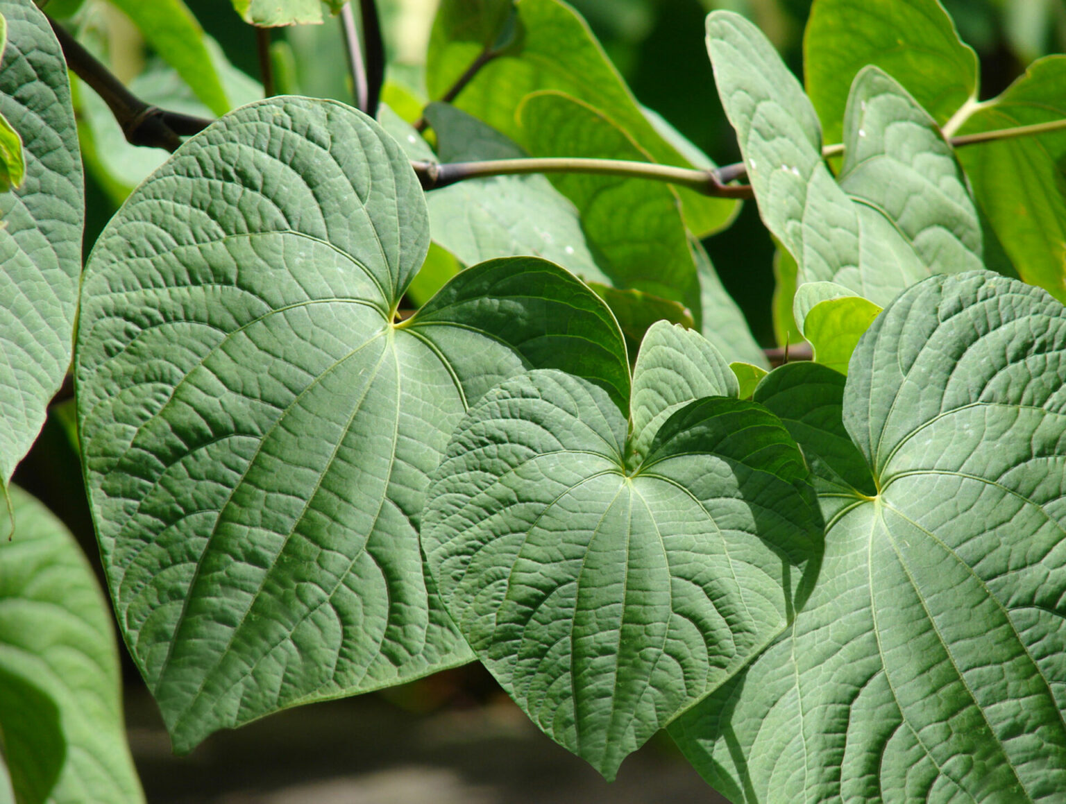 Smokable Herbs - What Plants Can I Smoke?