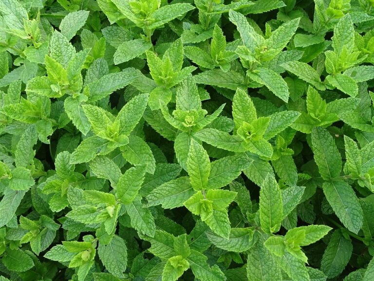 Orange Mint: Citrus-Scented Herb & Smoking Guide