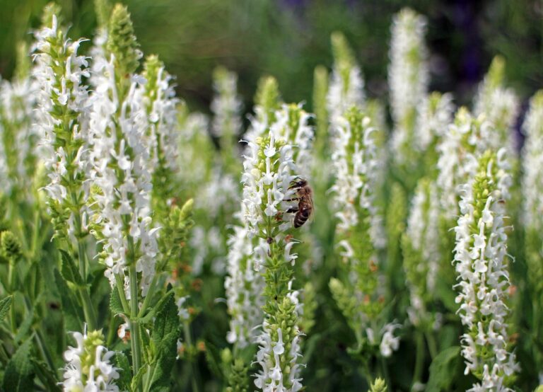 White Sage Plant Guide: Botany, Uses & Cautions